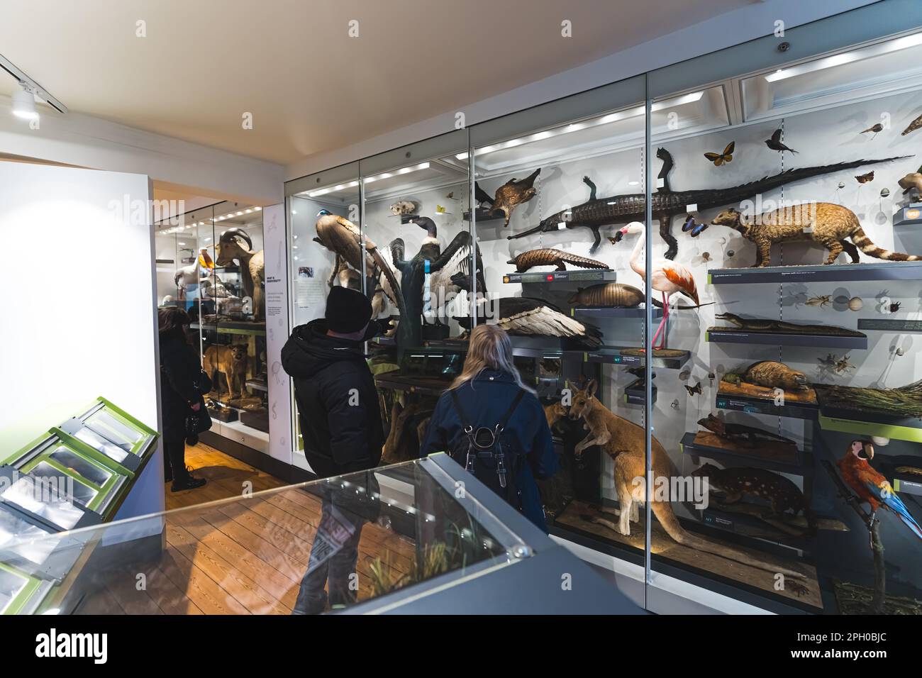 02.28.2023. Nottingham, United Kingdom - stuffed animals, birds and ...