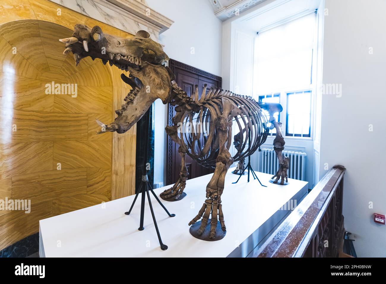 full shot of a hippopotamus skeleton in Wollaton Hall, Nottingham, UK ...