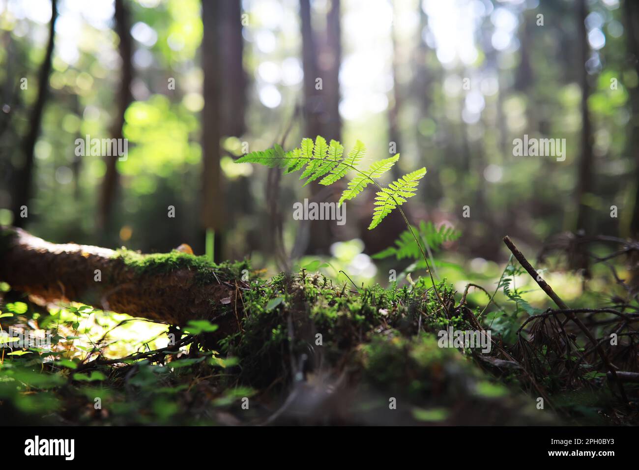 Spring nature background. Greenery trees and grasses on a sunny spring ...