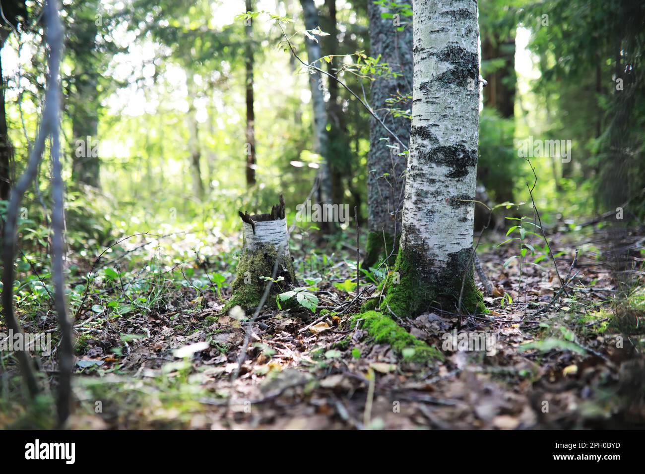 Spring nature background. Greenery trees and grasses on a sunny spring ...