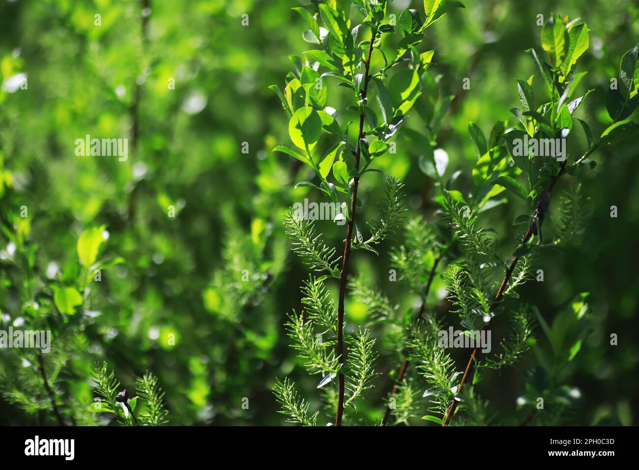 Spring nature background. Greenery trees and grasses on a sunny spring ...