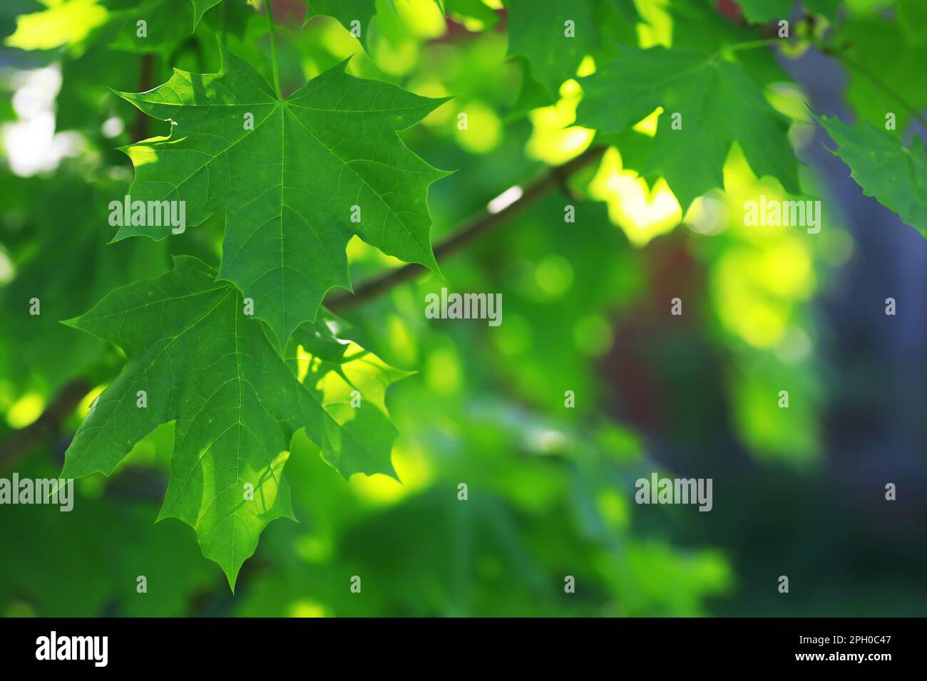 Spring nature background. Greenery trees and grasses on a sunny spring ...