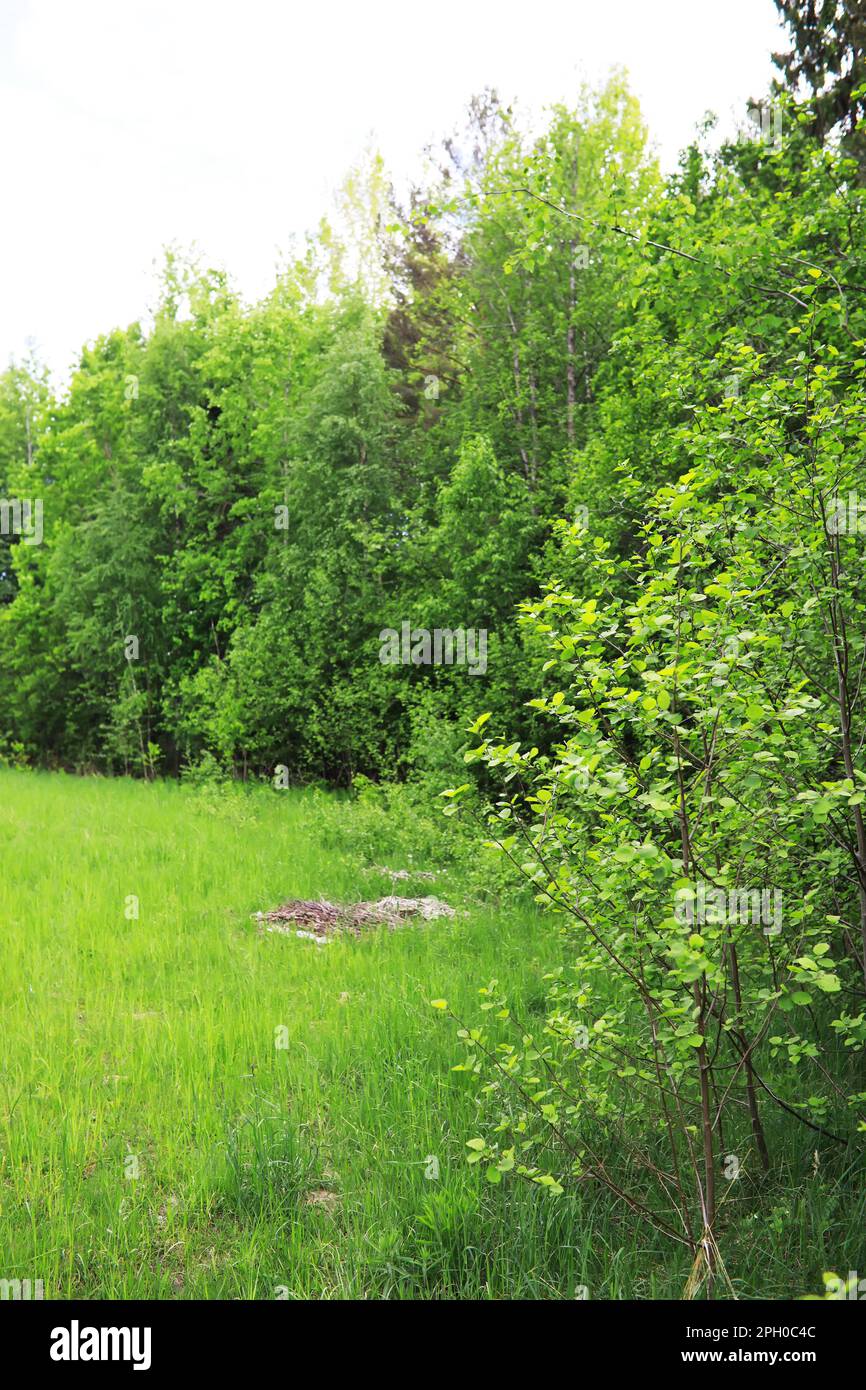 Spring nature background. Greenery trees and grasses on a sunny spring ...