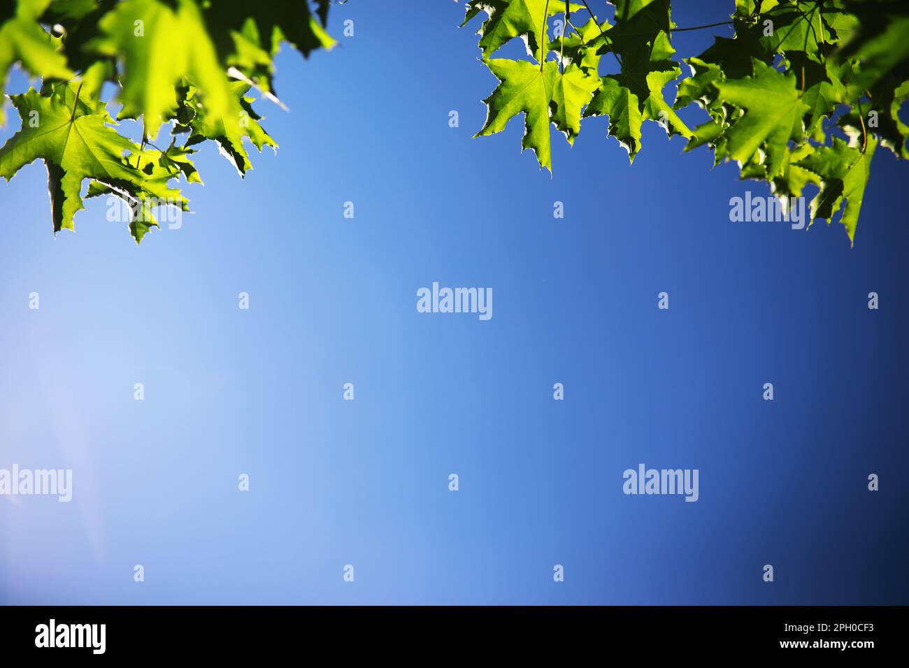 Spring nature background. Greenery trees and grasses on a sunny spring ...