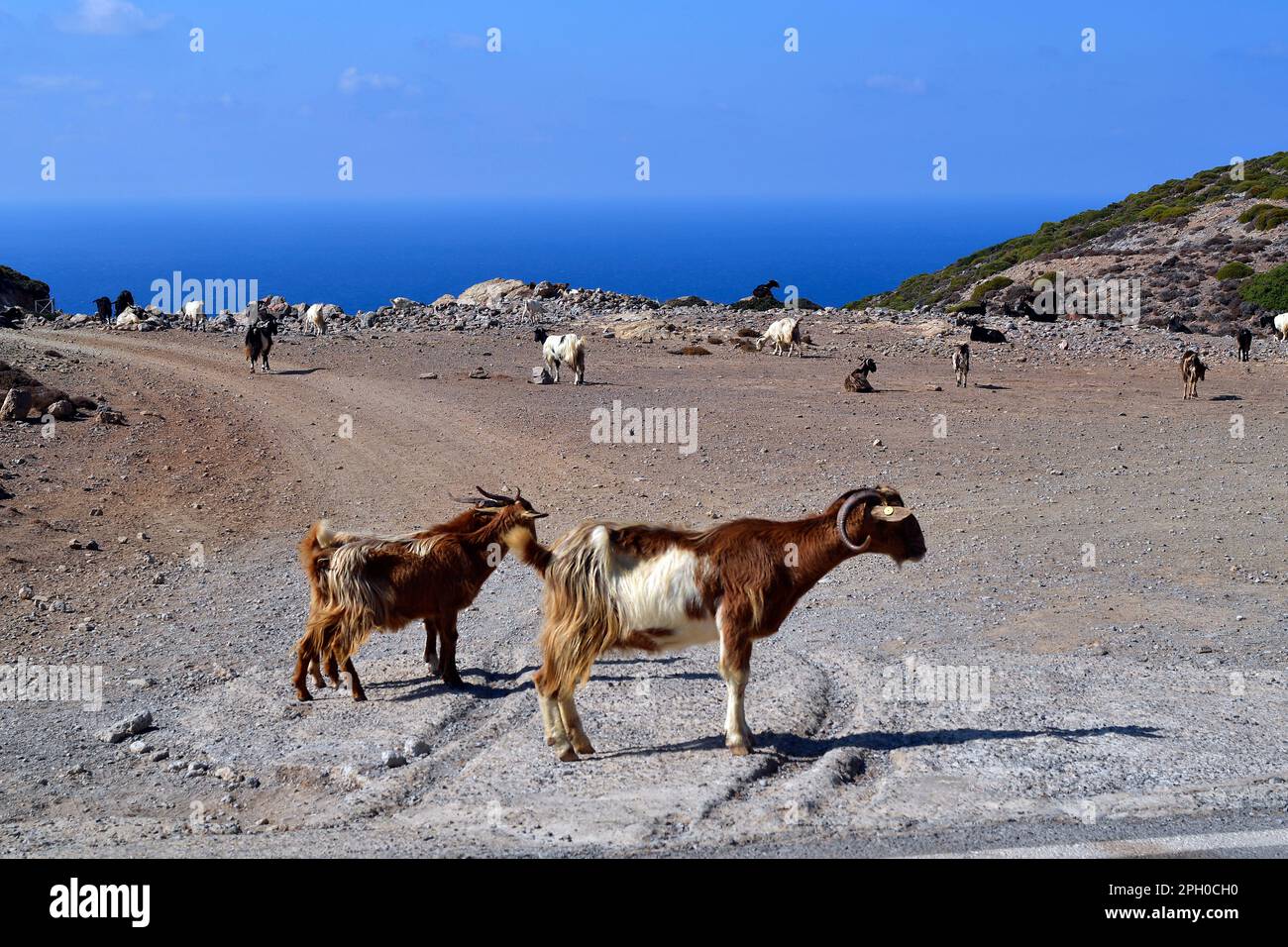 Greece, goat with long-haired fur on parking space on the road between ...