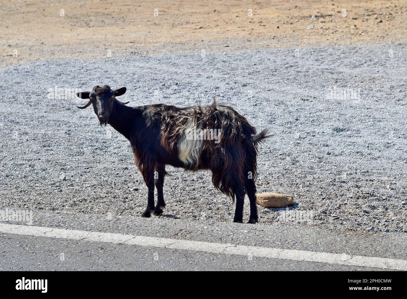 Greece, goat with long-haired fur on parking space on the road between ...