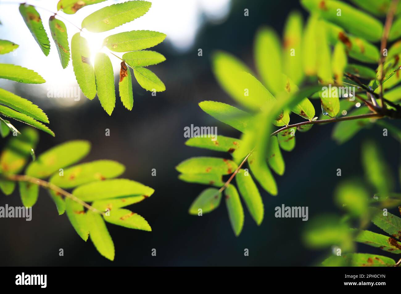 Spring nature background. Greenery trees and grasses on a sunny spring ...