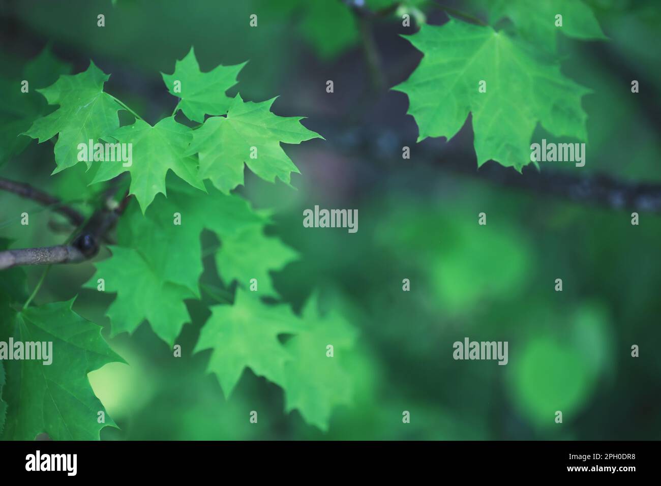 Spring nature background. Greenery trees and grasses on a sunny spring ...