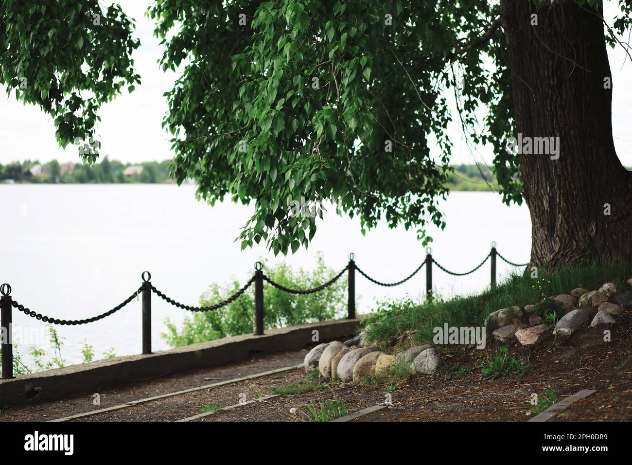 Spring nature background. Greenery trees and grasses on a sunny spring ...