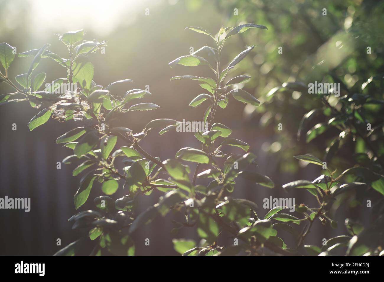 Spring nature background. Greenery trees and grasses on a sunny spring ...