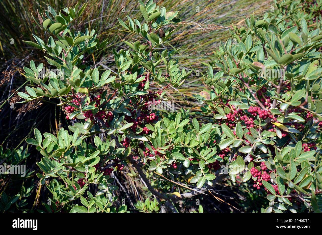 Mastix resin hi-res stock photography and images - Alamy