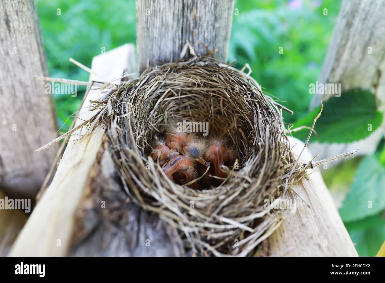 Bird's nest with offspring in early summer. Eggs and chicks of a small ...