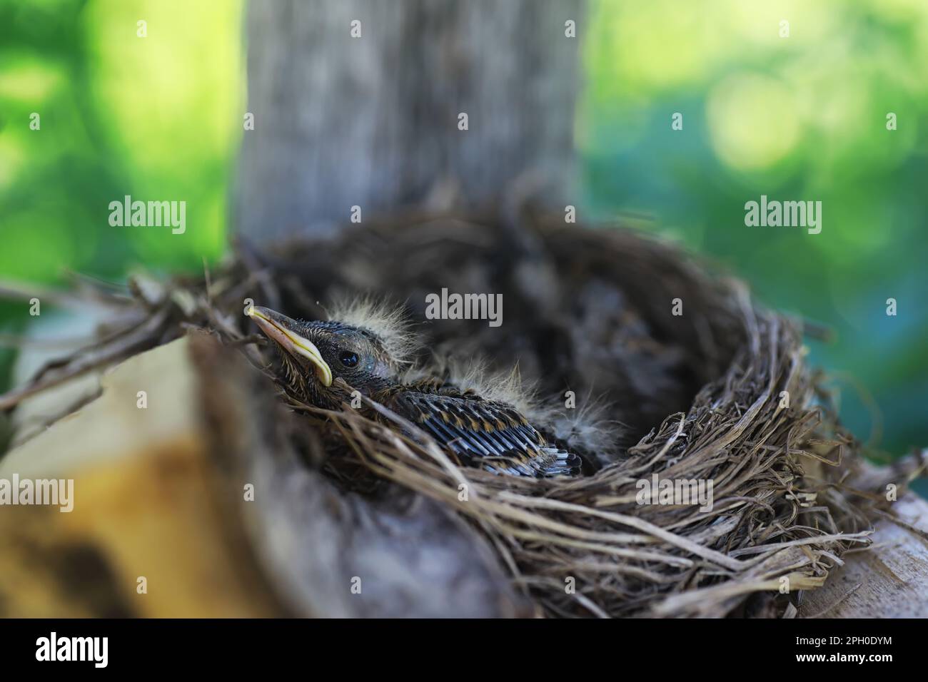 Bird's nest with offspring in early summer. Eggs and chicks of a small ...