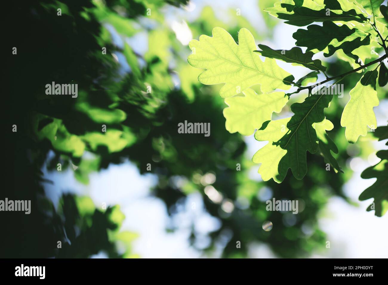 Spring nature background. Greenery trees and grasses on a sunny spring ...