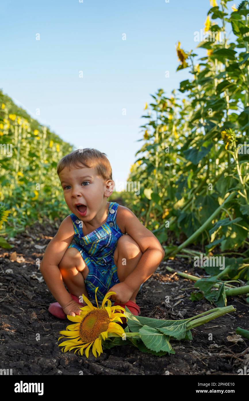 The child is shocked by the broken sunflower and calls for help. The ...