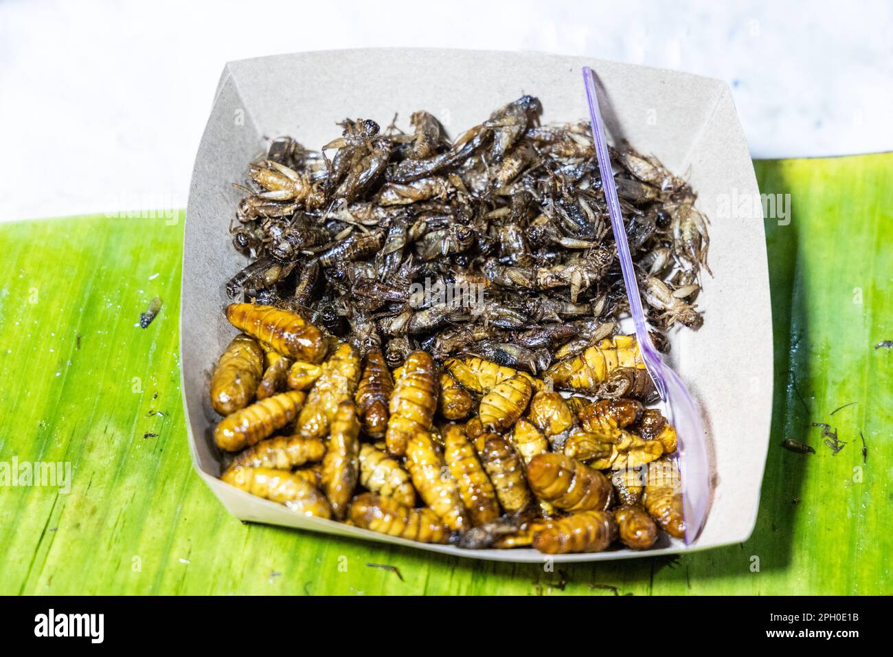Deep fried silk worm and grass hopper are popular street food delicacy ...