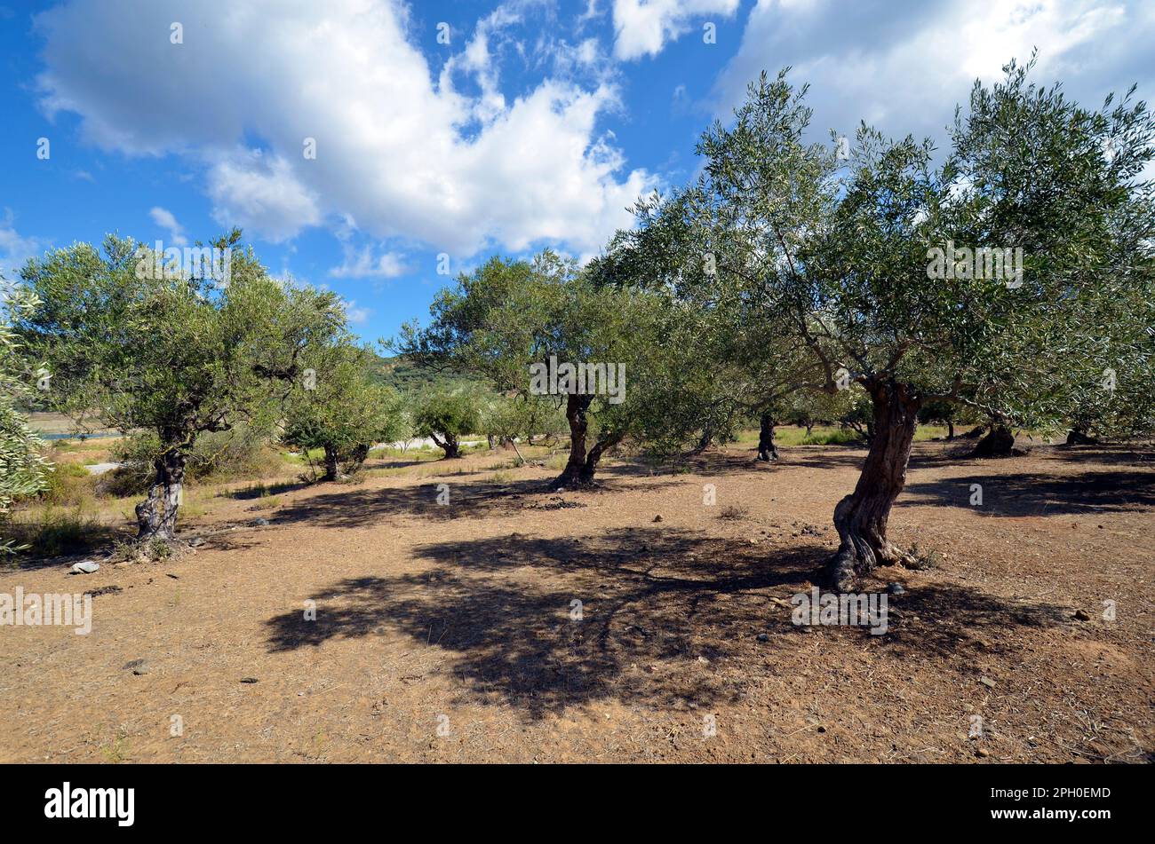 Greece, field with olive trees near Gonies Stock Photo - Alamy