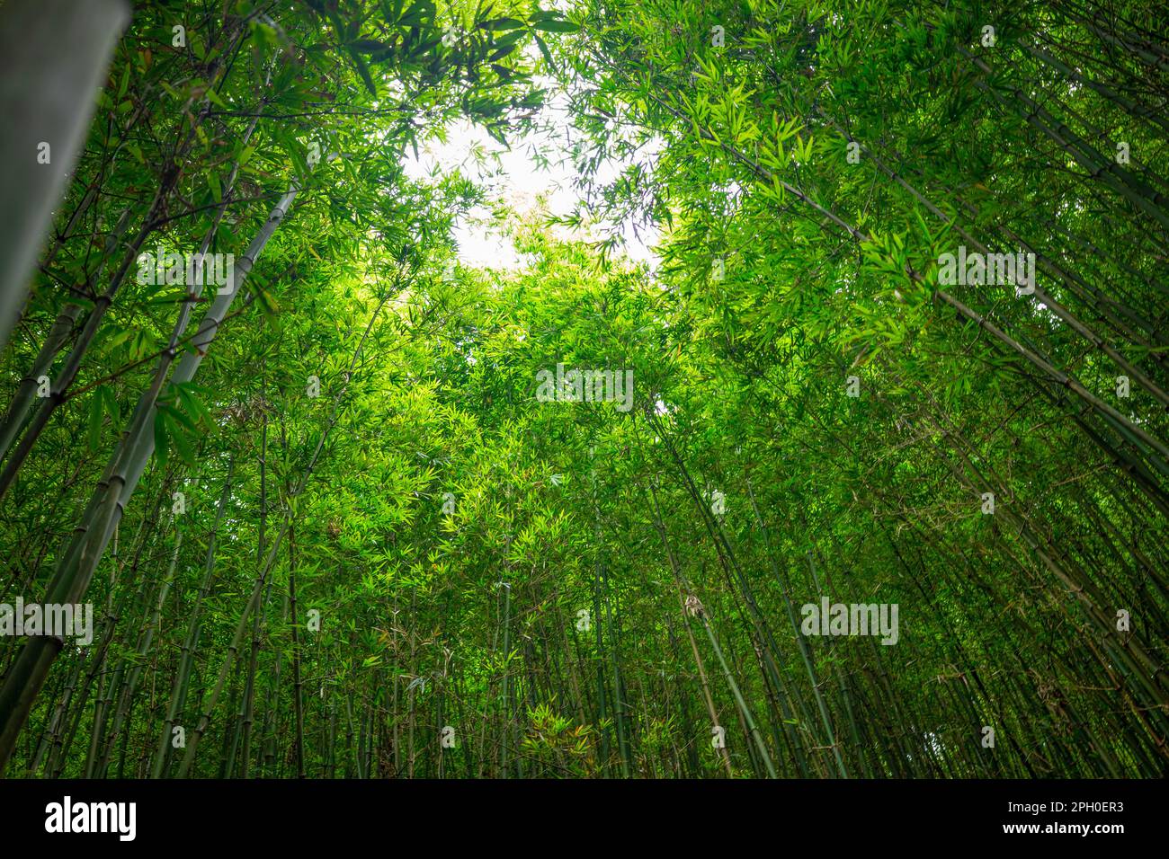 Looking up at a dense bamboo forest with lots of green leaves. At the ...