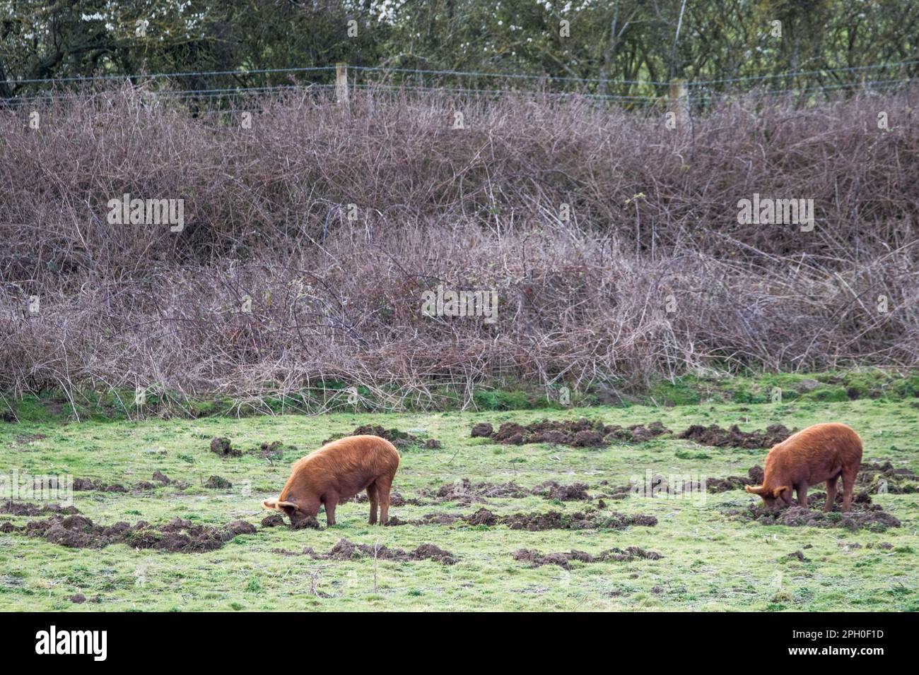 Free range Tamworth pigs of the Wild Ken Hill rewilding project ...
