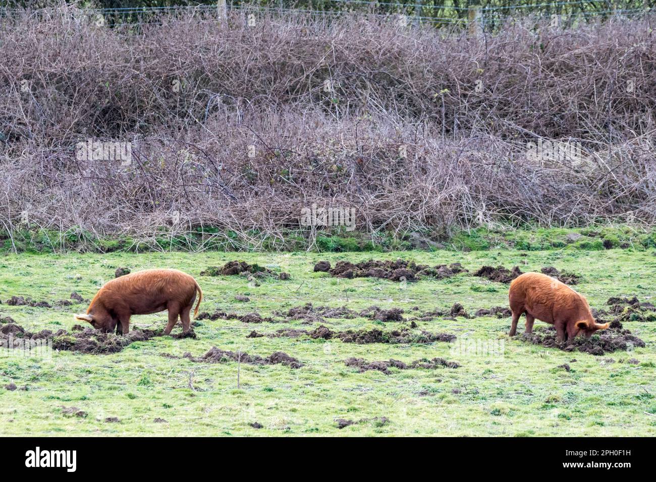 Free range Tamworth pigs of the Wild Ken Hill rewilding project exposing bare earth by rootling ...