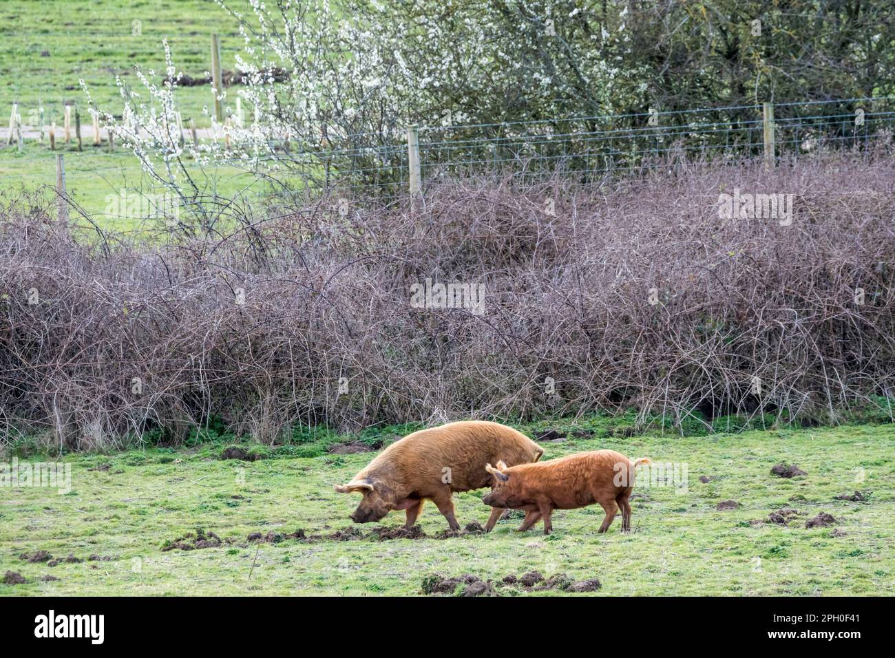 Free range Tamworth sow & young pig of the Wild Ken Hill rewilding ...