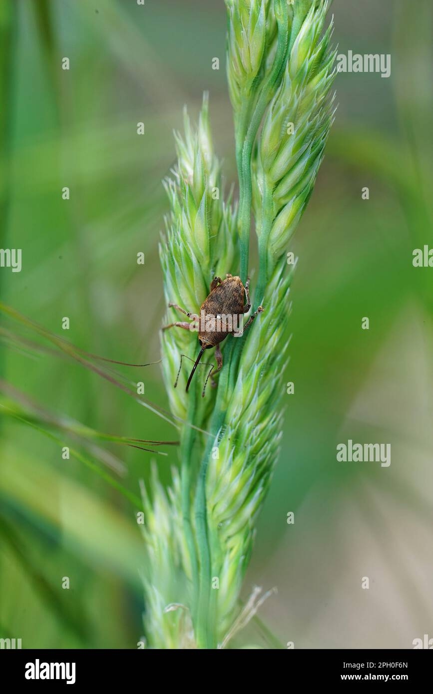 Natural vertical closeup on a small European carpophagus weevil ...
