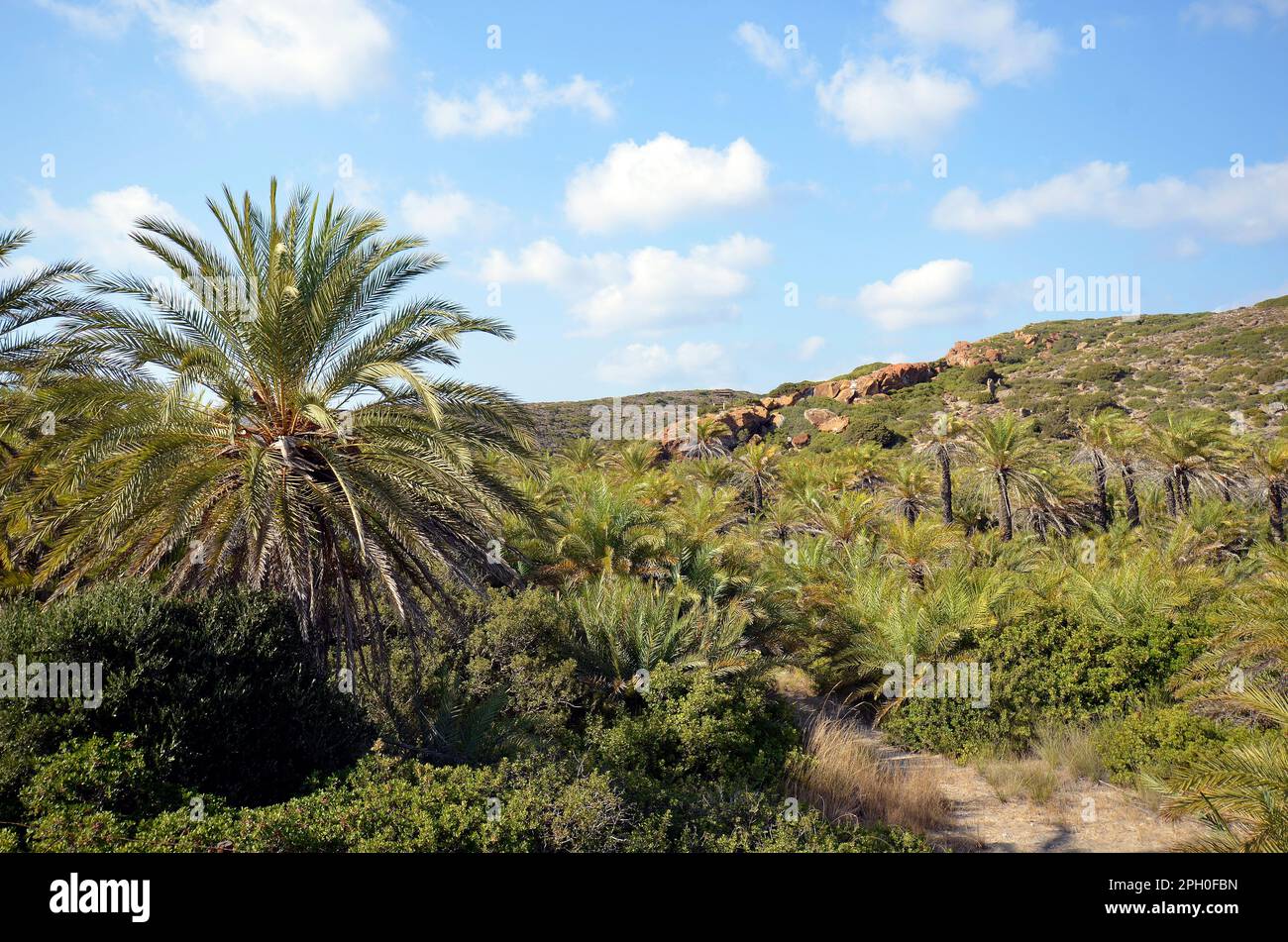 Greece, landscape around the beach of Vai a popular but difficult to ...