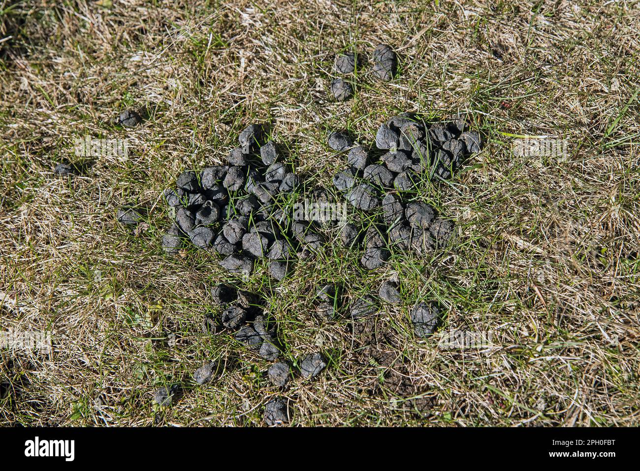 Animal droppings hi-res stock photography and images - Alamy