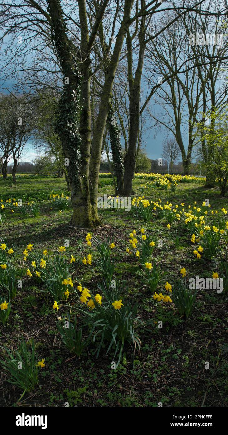 Spring Daffoodils Yorkshire Stock Photo - Alamy