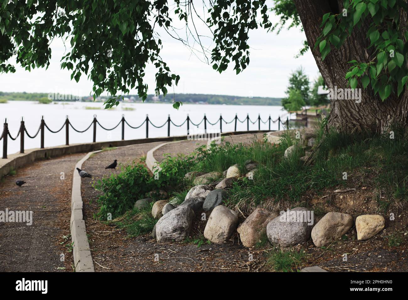 Spring nature background. Greenery trees and grasses on a sunny spring ...