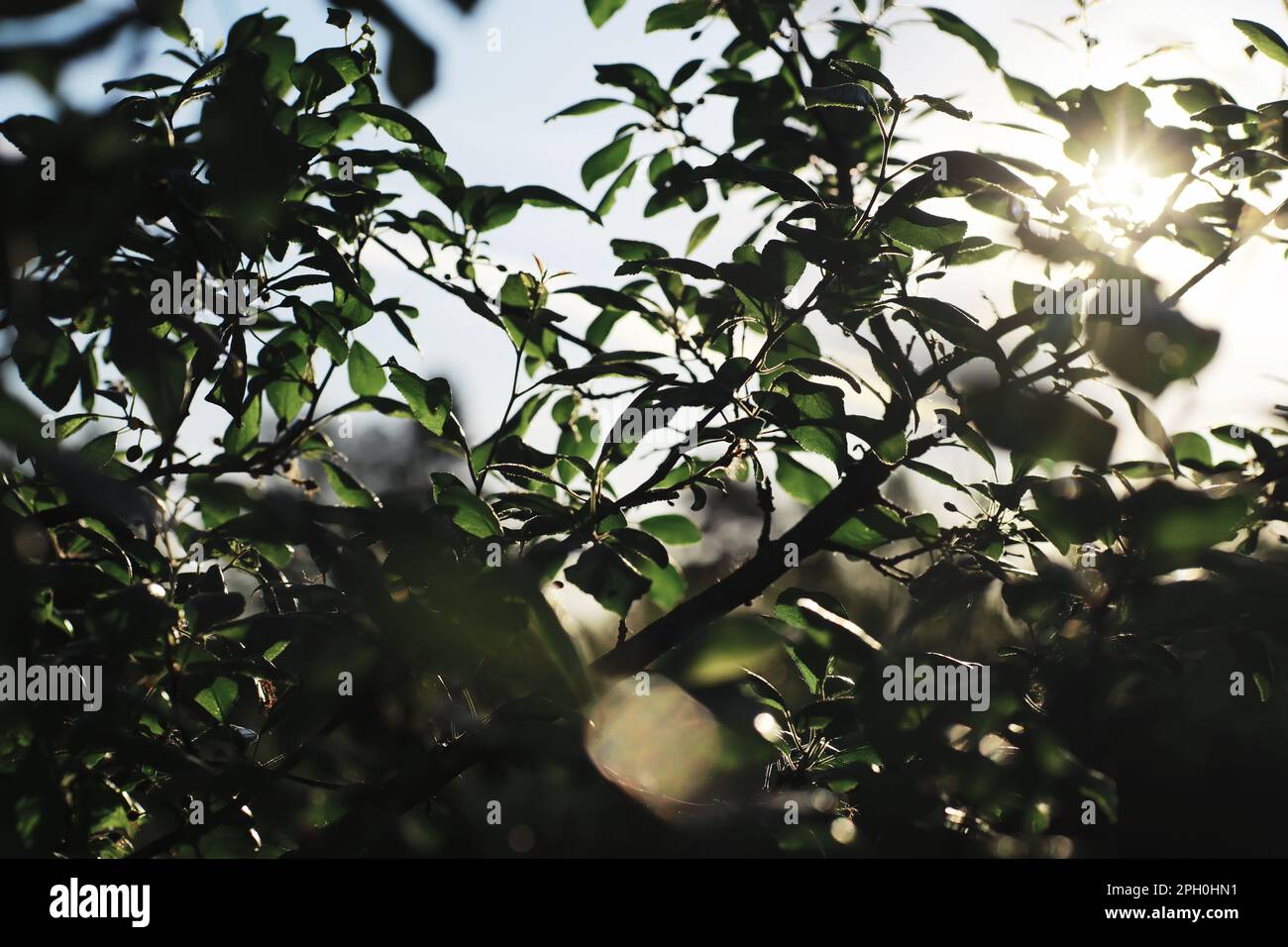 Spring nature background. Greenery trees and grasses on a sunny spring ...