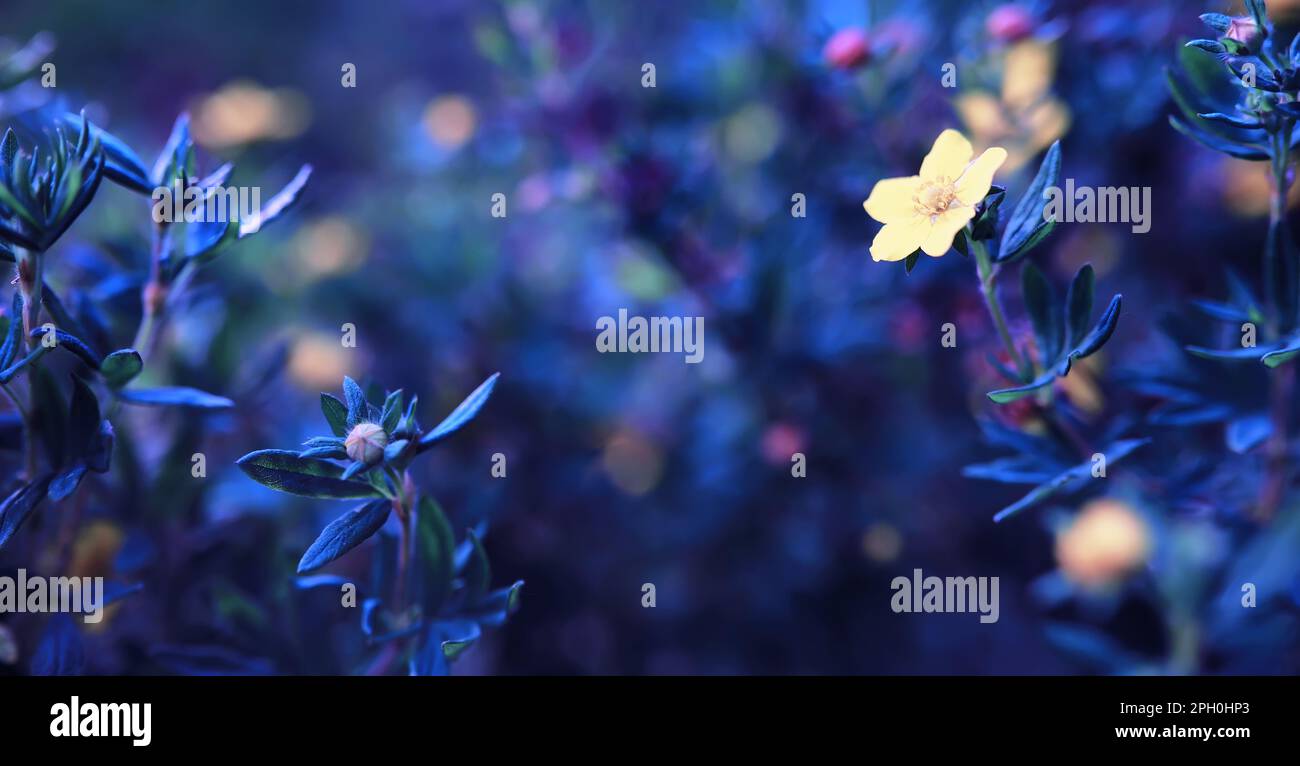 Plants and flowers macro. Detail petals and leaves at sunset. Natural ...