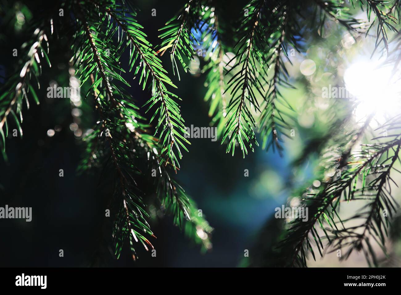 Spring nature background. Greenery trees and grasses on a sunny spring ...