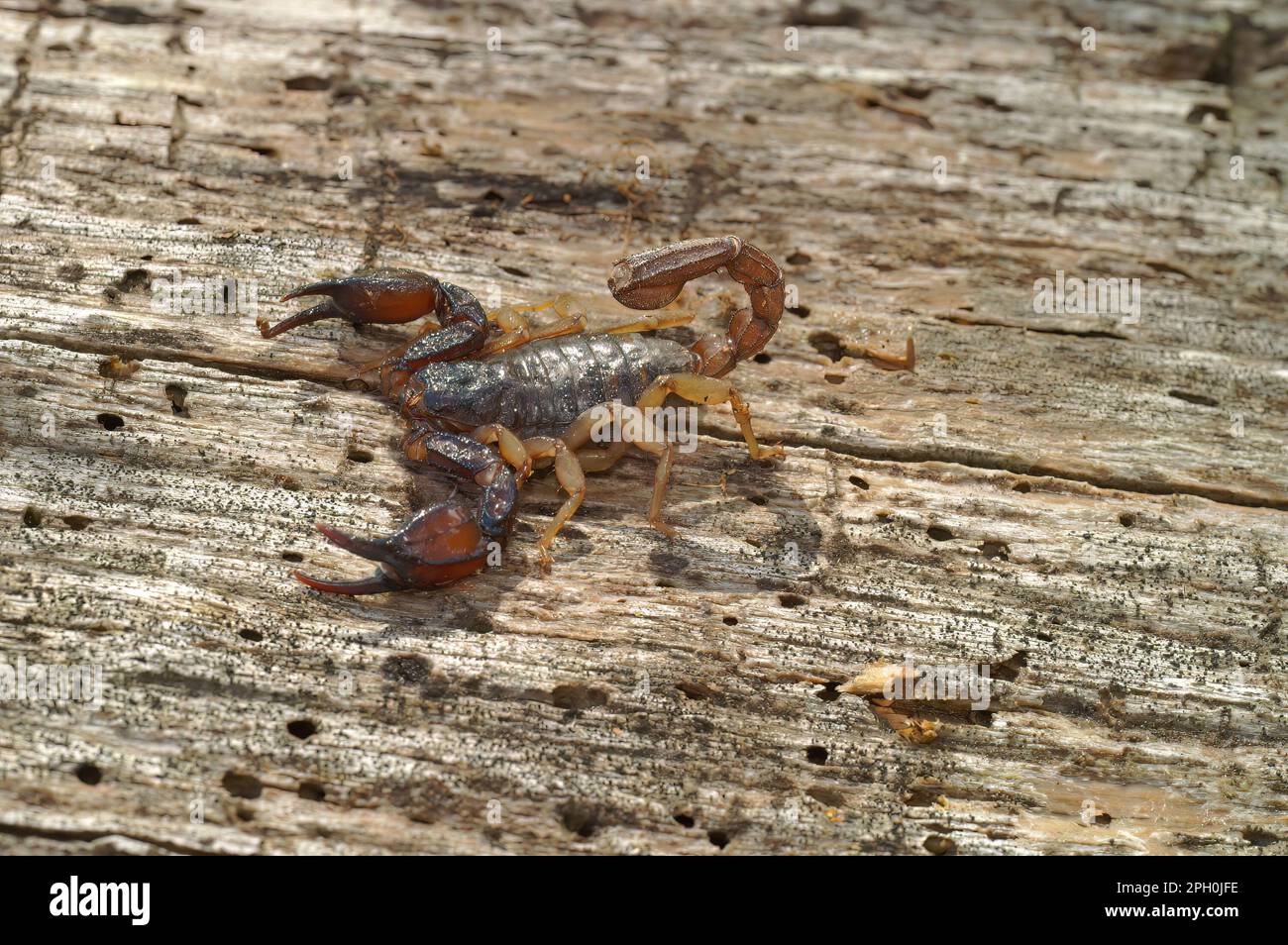 Detailed natural close-up shot of the Western Forest scorpion ...