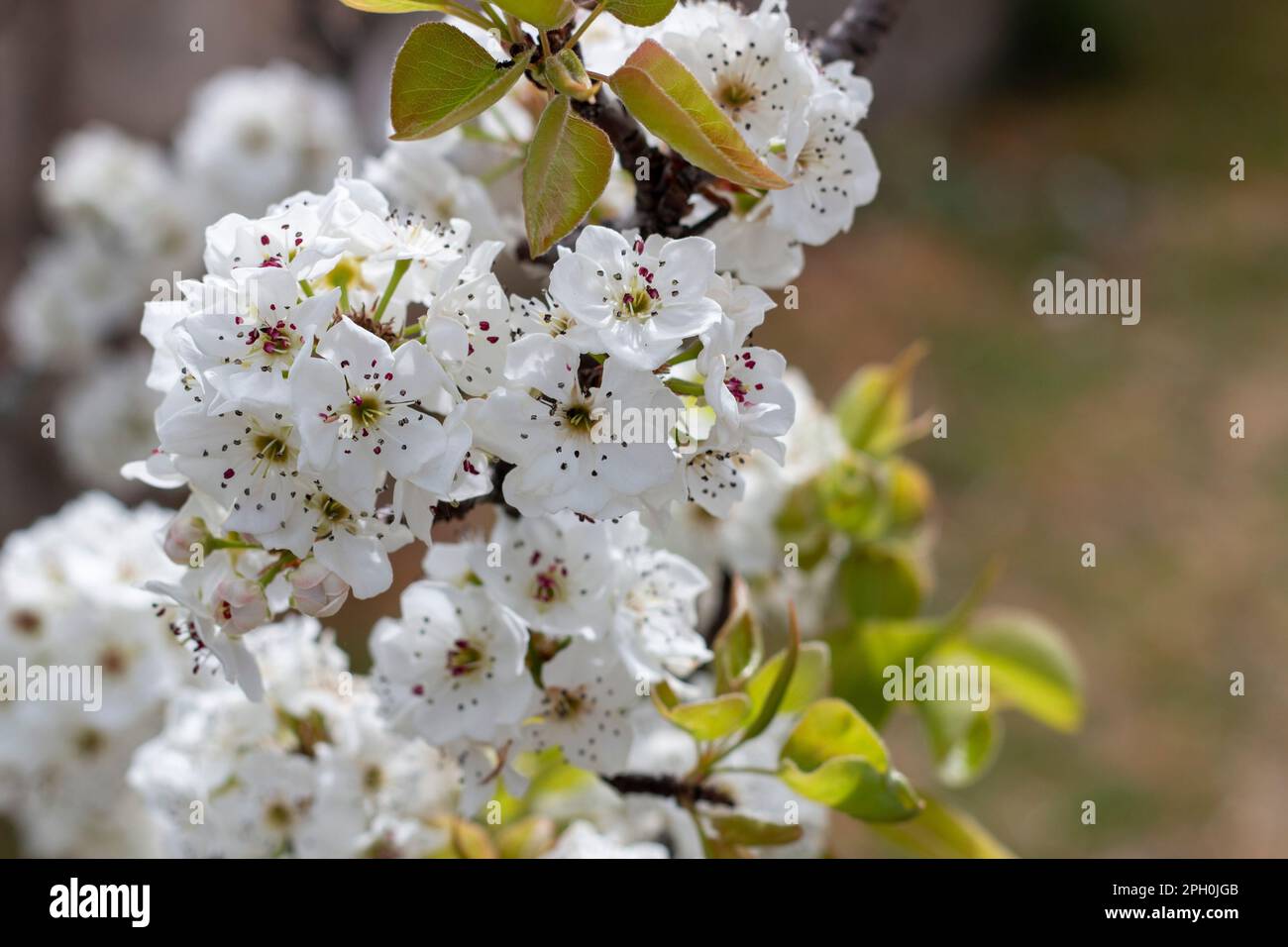 Pear tree in bloom in spring in Madrid, where you can see the different ...