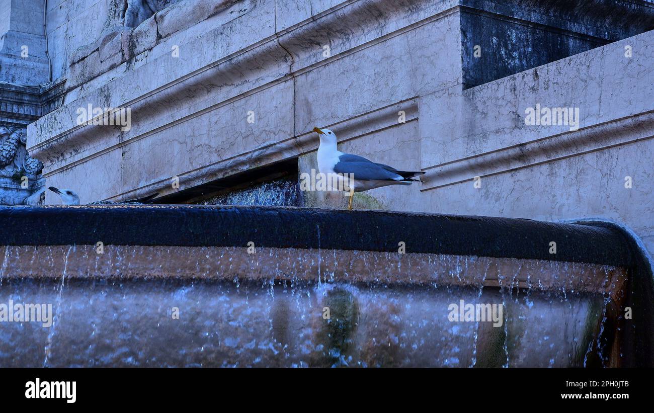 Seagull drinking from fountain piazza hi-res stock photography and ...