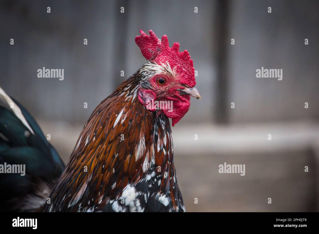 Motley/ mottled rooster, breed Stoapiperl. The Stoapiperl/ Steinhendl ...