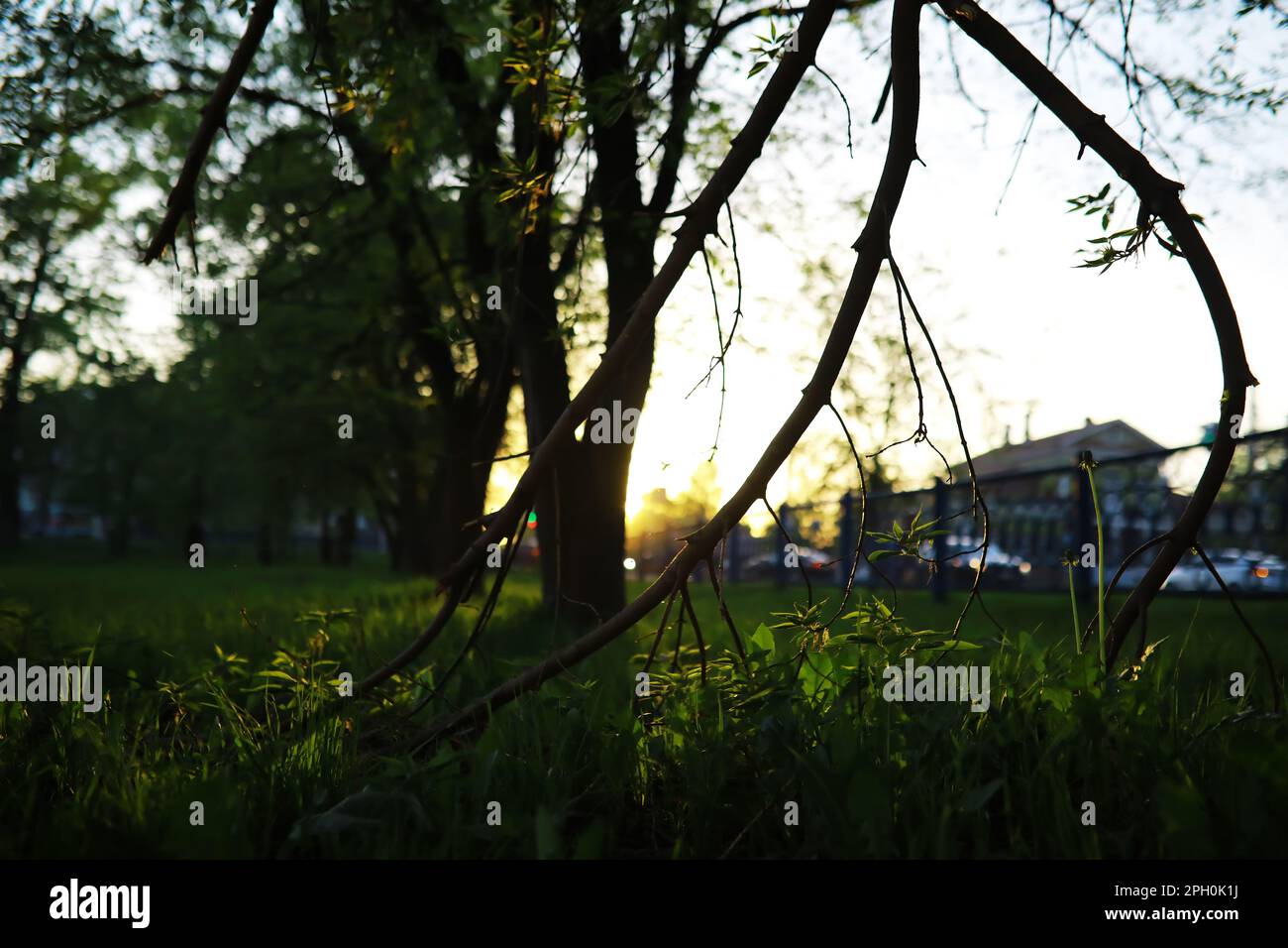 Spring nature background. Greenery trees and grasses on a sunny spring ...