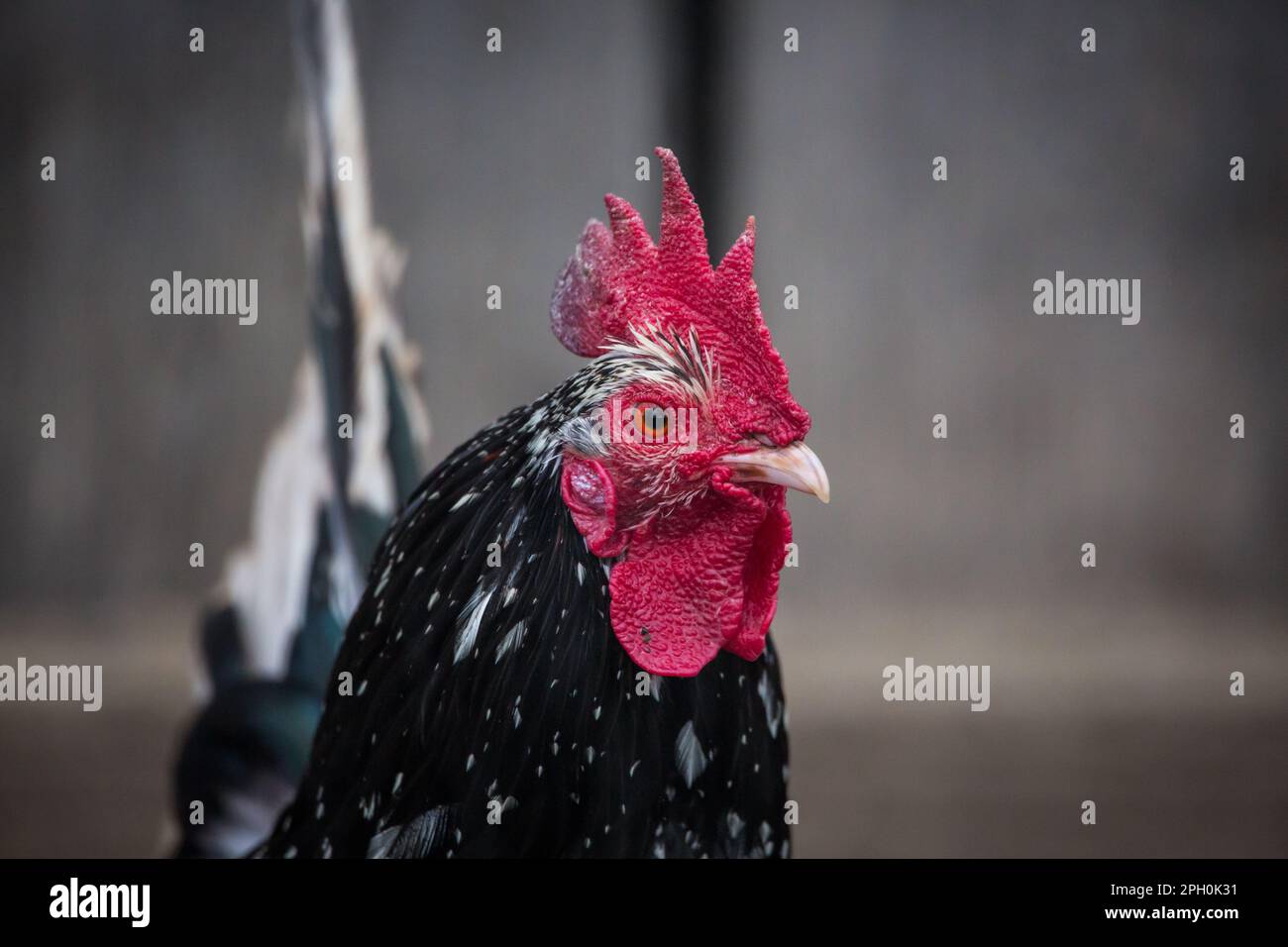 Black/ white motley/ mottled rooster, breed Stoapiperl. The Stoapiperl ...