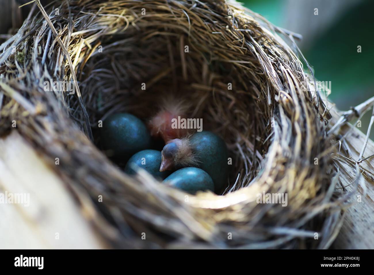 Bird's nest with offspring in early summer. Eggs and chicks of a small ...