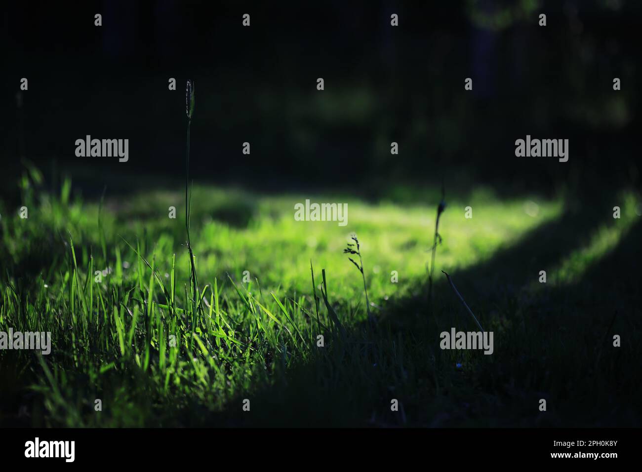 Spring nature background. Greenery trees and grasses on a sunny spring ...