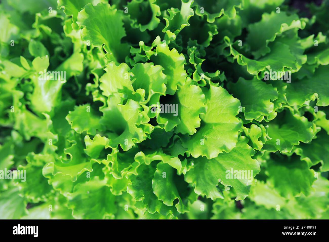 Young sprouts of seedlings in vegetable garden. Greenery in a ...