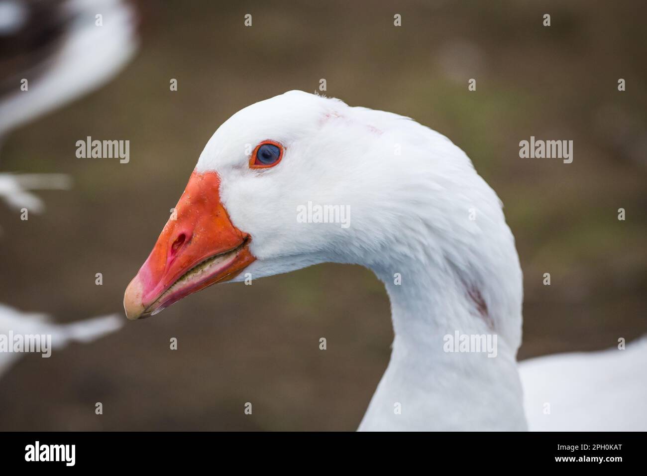 White gander of the breed 'Österreichische Landgans', an endangered goose breed from Austria ...