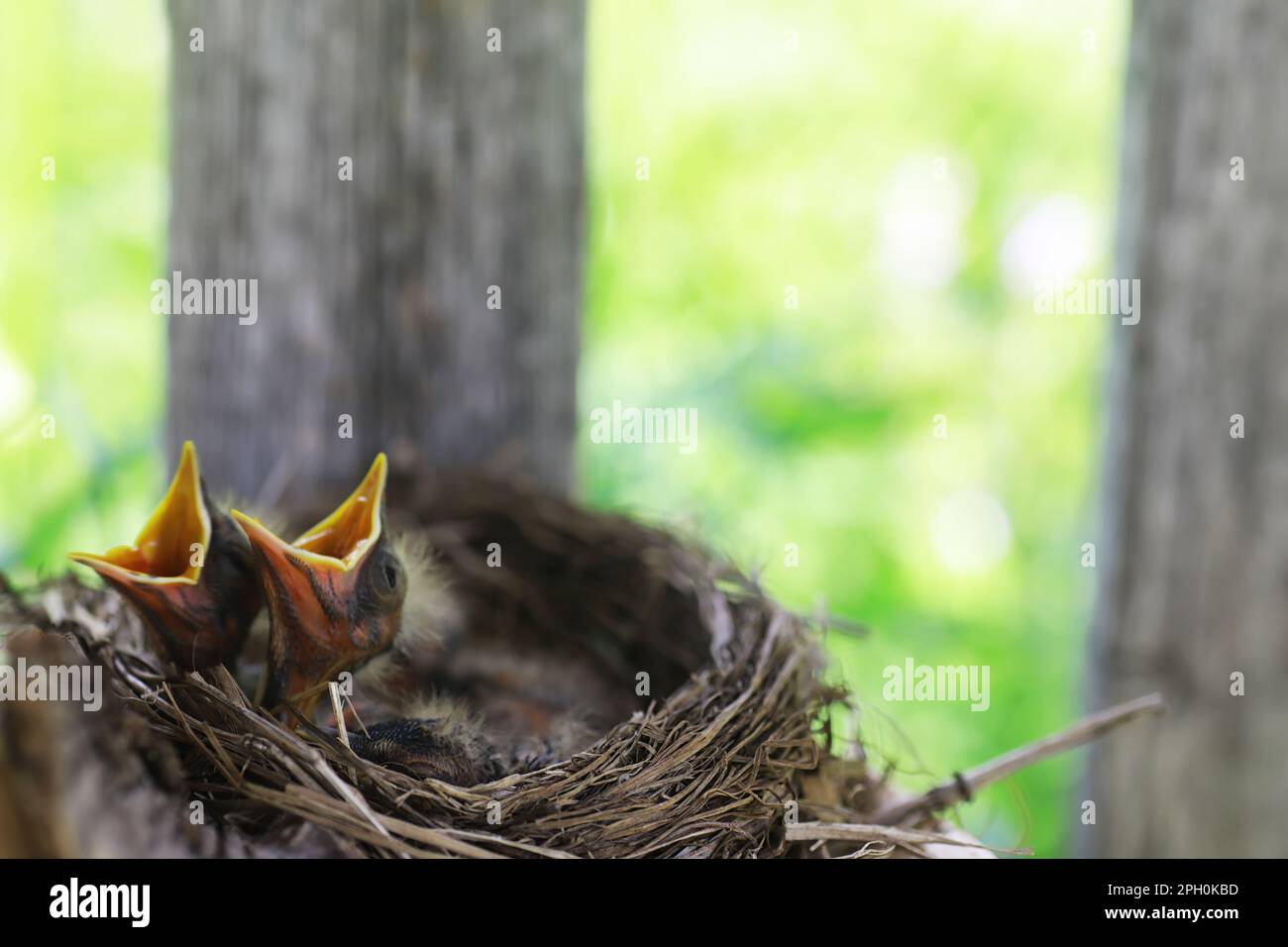 Bird's nest with offspring in early summer. Eggs and chicks of a small ...