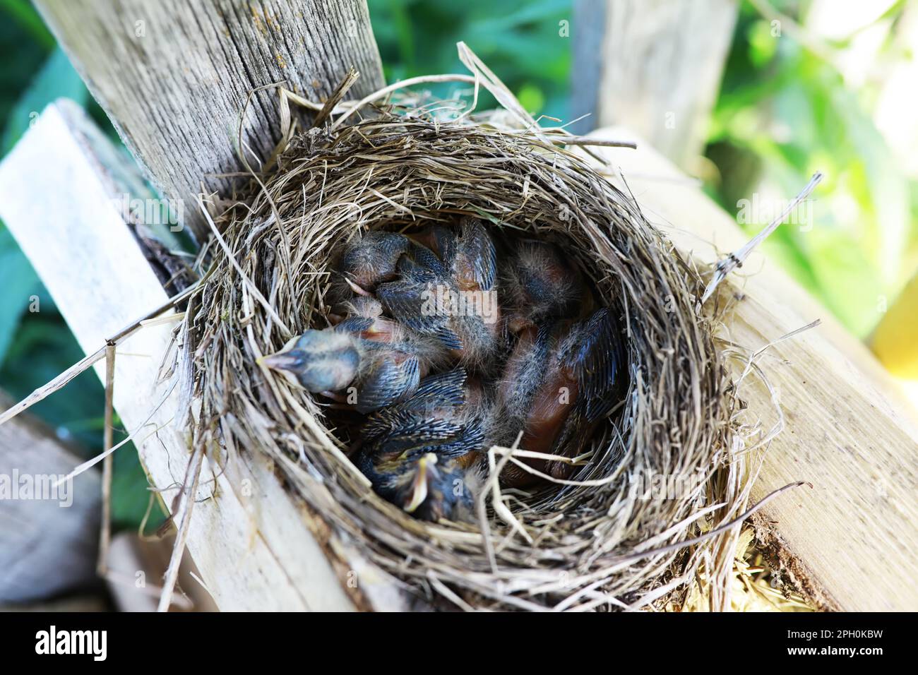 Bird's nest with offspring in early summer. Eggs and chicks of a small ...