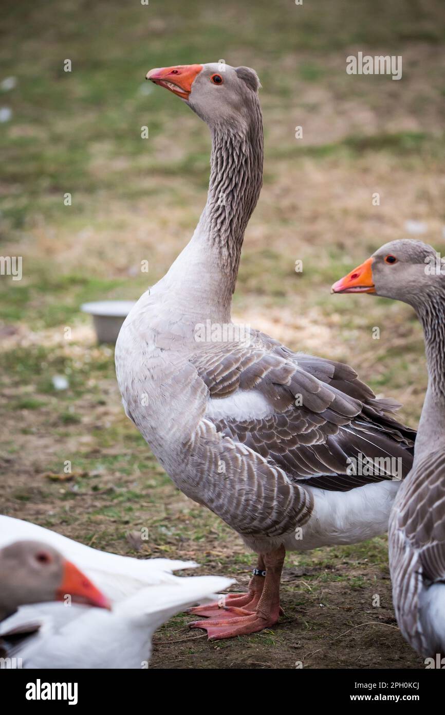 Grey gander of the breed 'Österreichische Landgans', an endangered ...