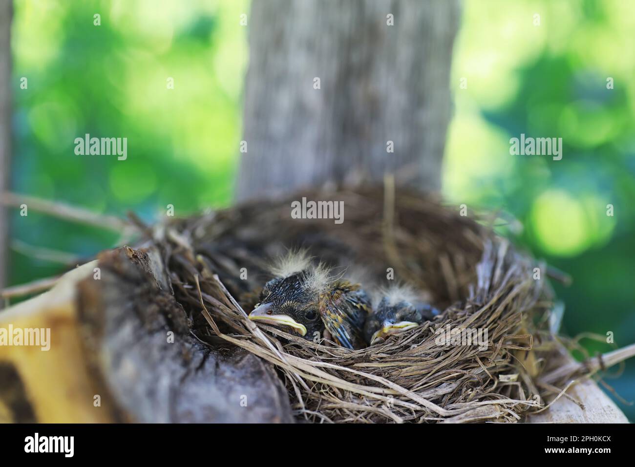 Bird's nest with offspring in early summer. Eggs and chicks of a small ...
