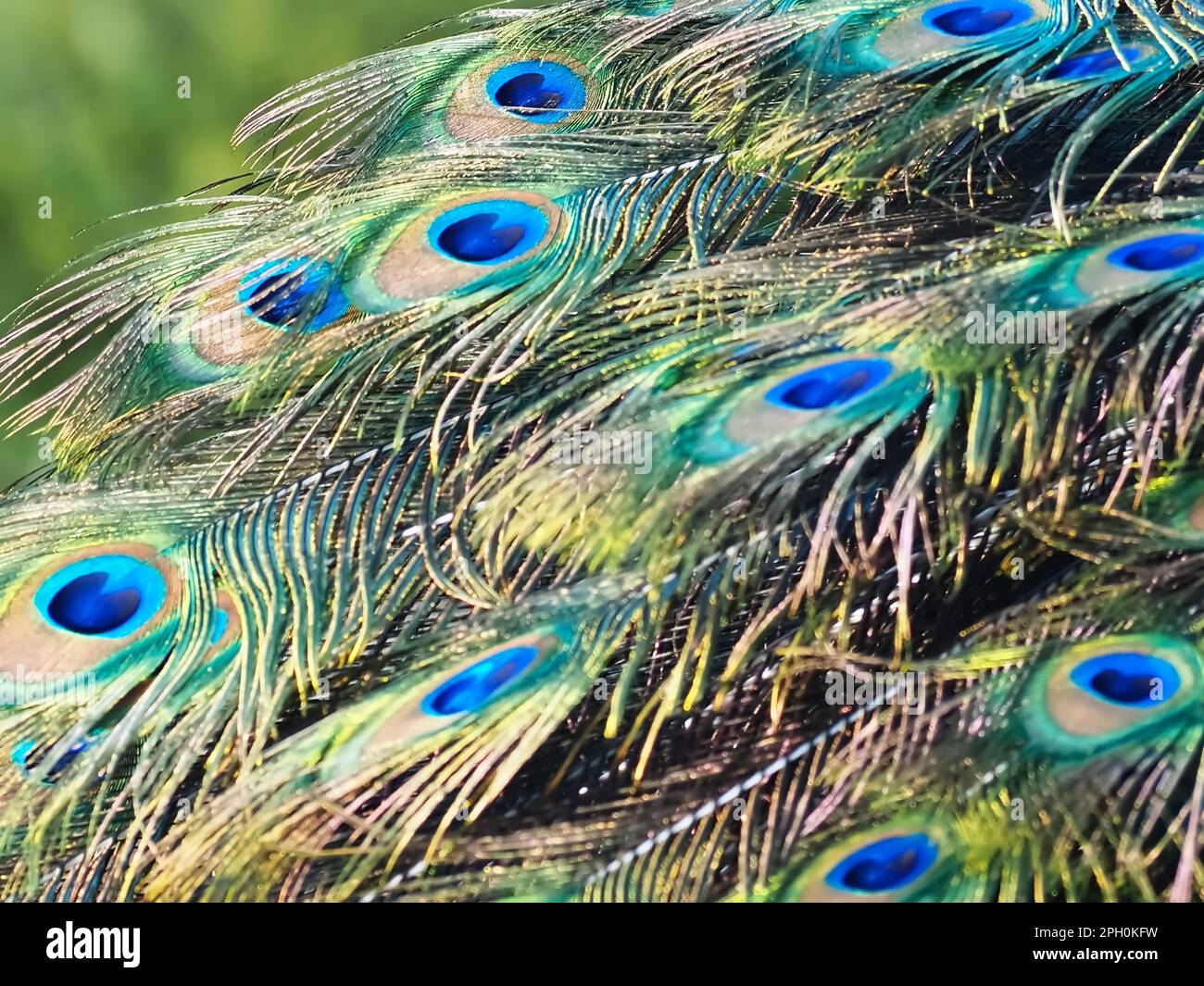 Peacock blue texture hi-res stock photography and images - Alamy