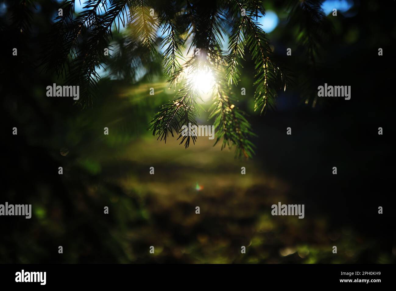 Spring nature background. Greenery trees and grasses on a sunny spring ...