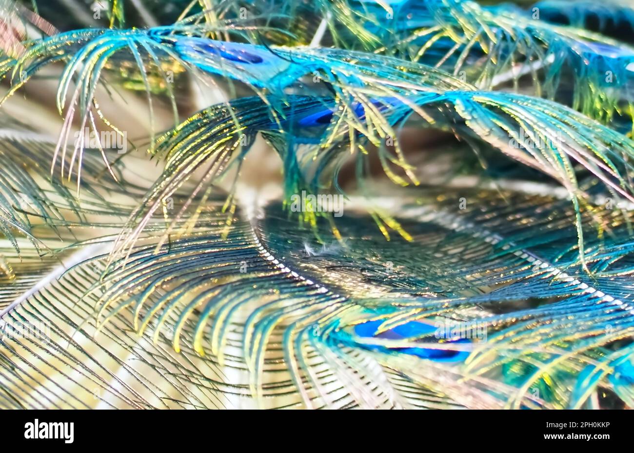 Peacock blue texture hi-res stock photography and images - Alamy